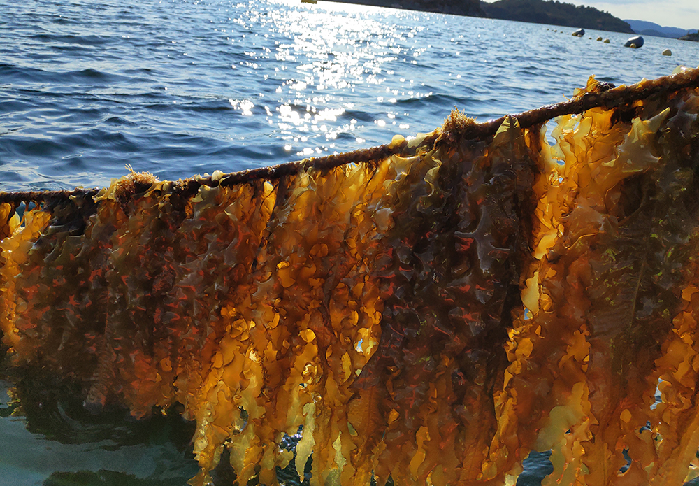 I.-Macroalgal production » AquaVitae